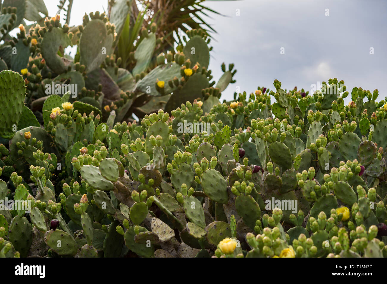 Prickly pear (Opuntia) wild bushes in Cyprus - Papoutsosika Stock Photo ...