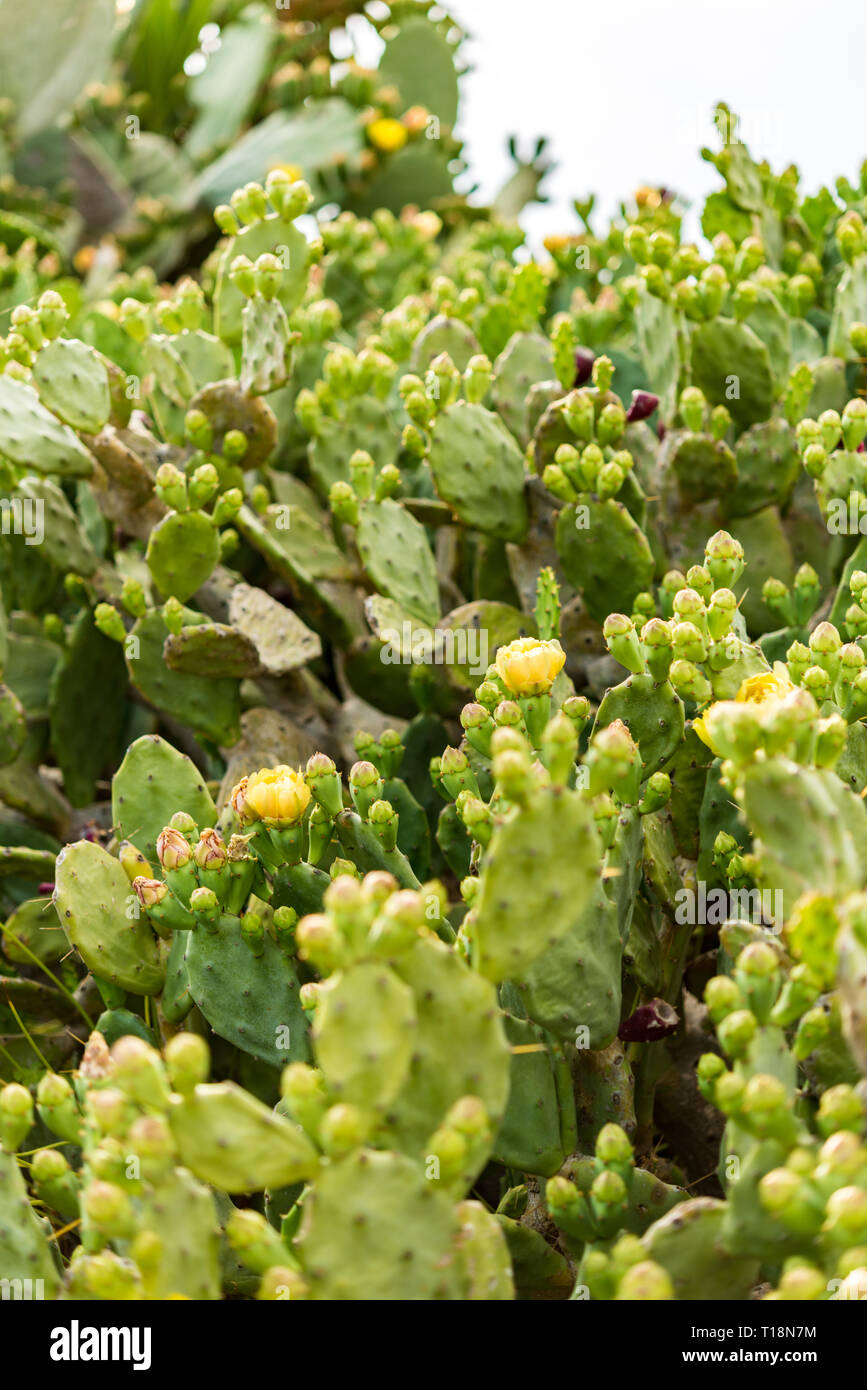 Prickly pear (Opuntia) wild bushes in Cyprus - Papoutsosika Stock Photo ...