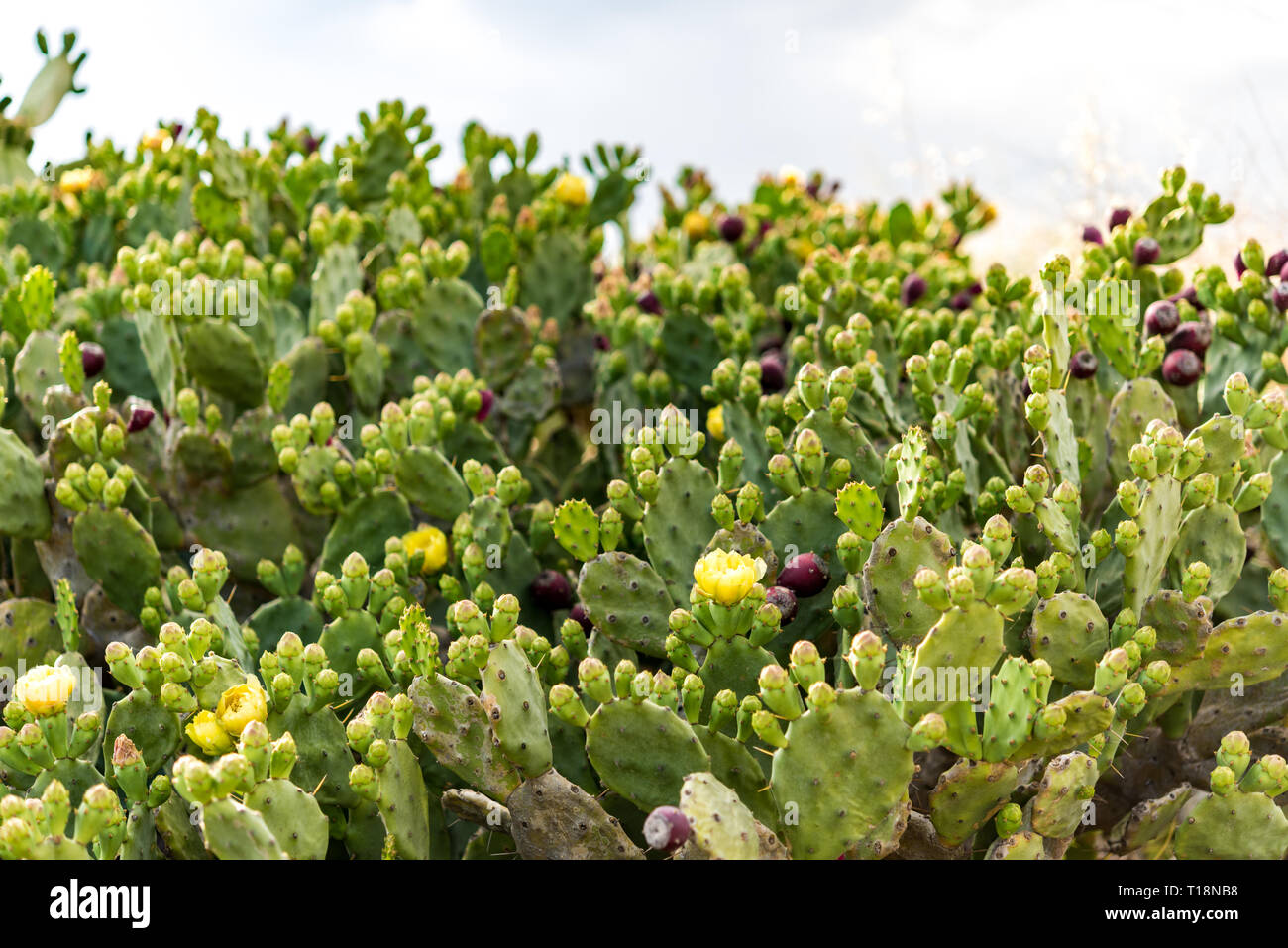 Prickly pear (Opuntia) wild bushes in Cyprus - Papoutsosika Stock Photo ...