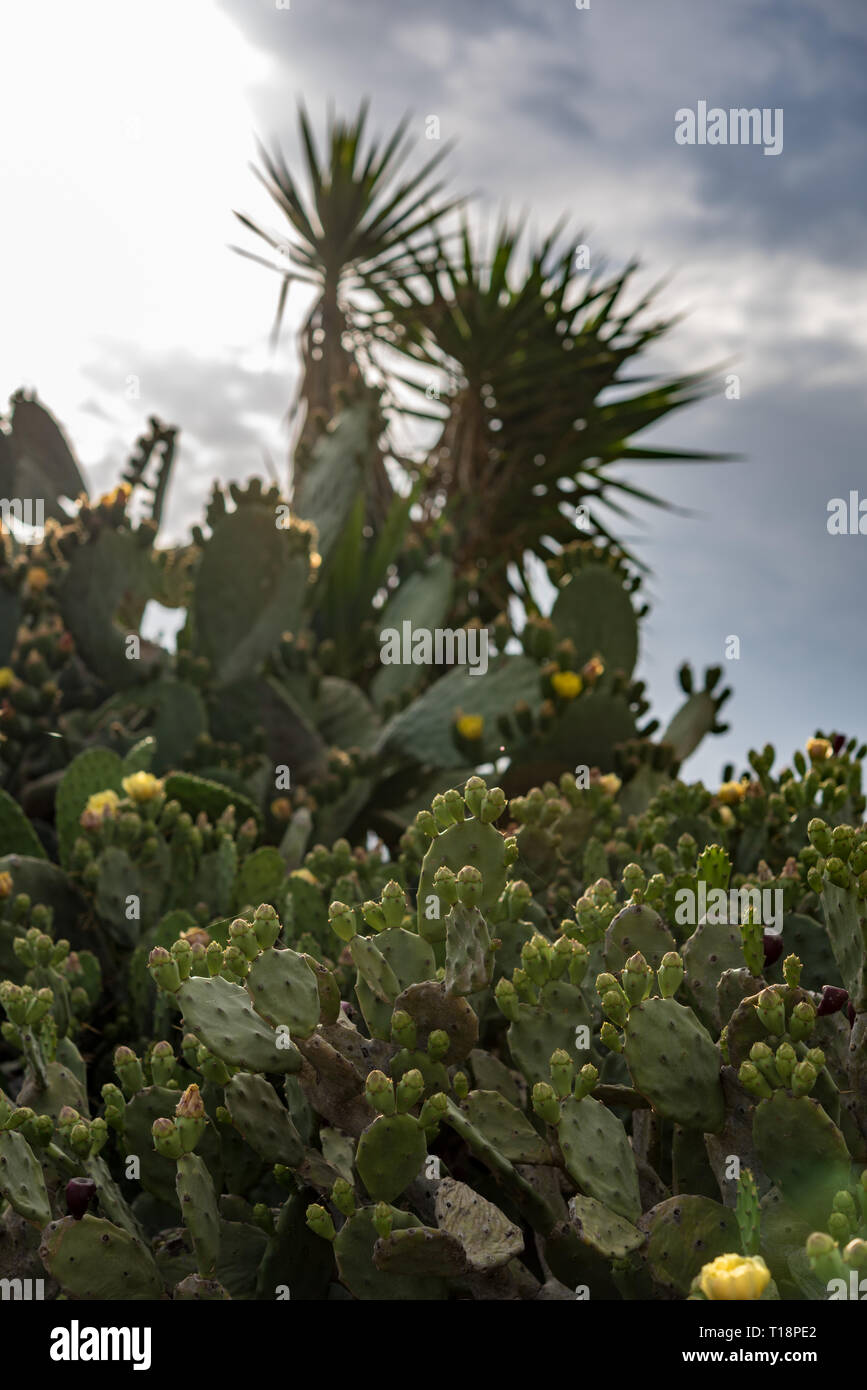 Prickly pear (Opuntia) wild bushes in Cyprus - Papoutsosika Stock Photo ...
