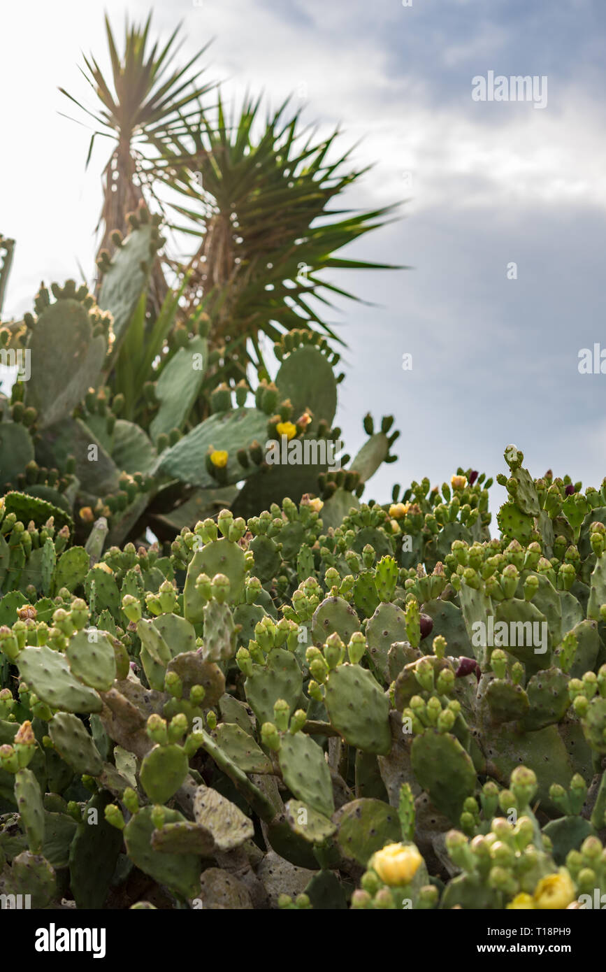 Prickly pear (Opuntia) wild bushes in Cyprus - Papoutsosika Stock Photo ...