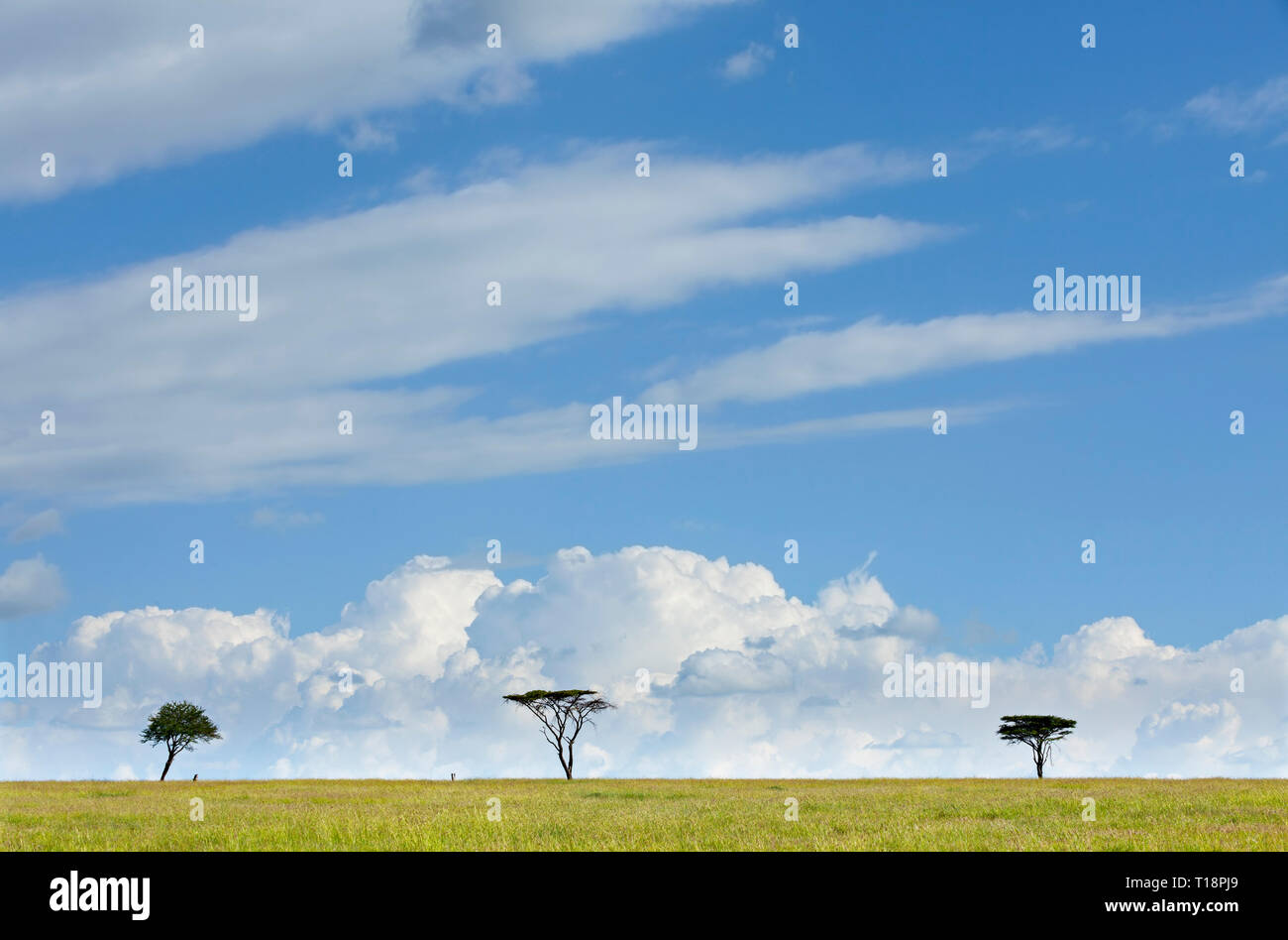 Acacia savanna trees hi-res stock photography and images - Alamy