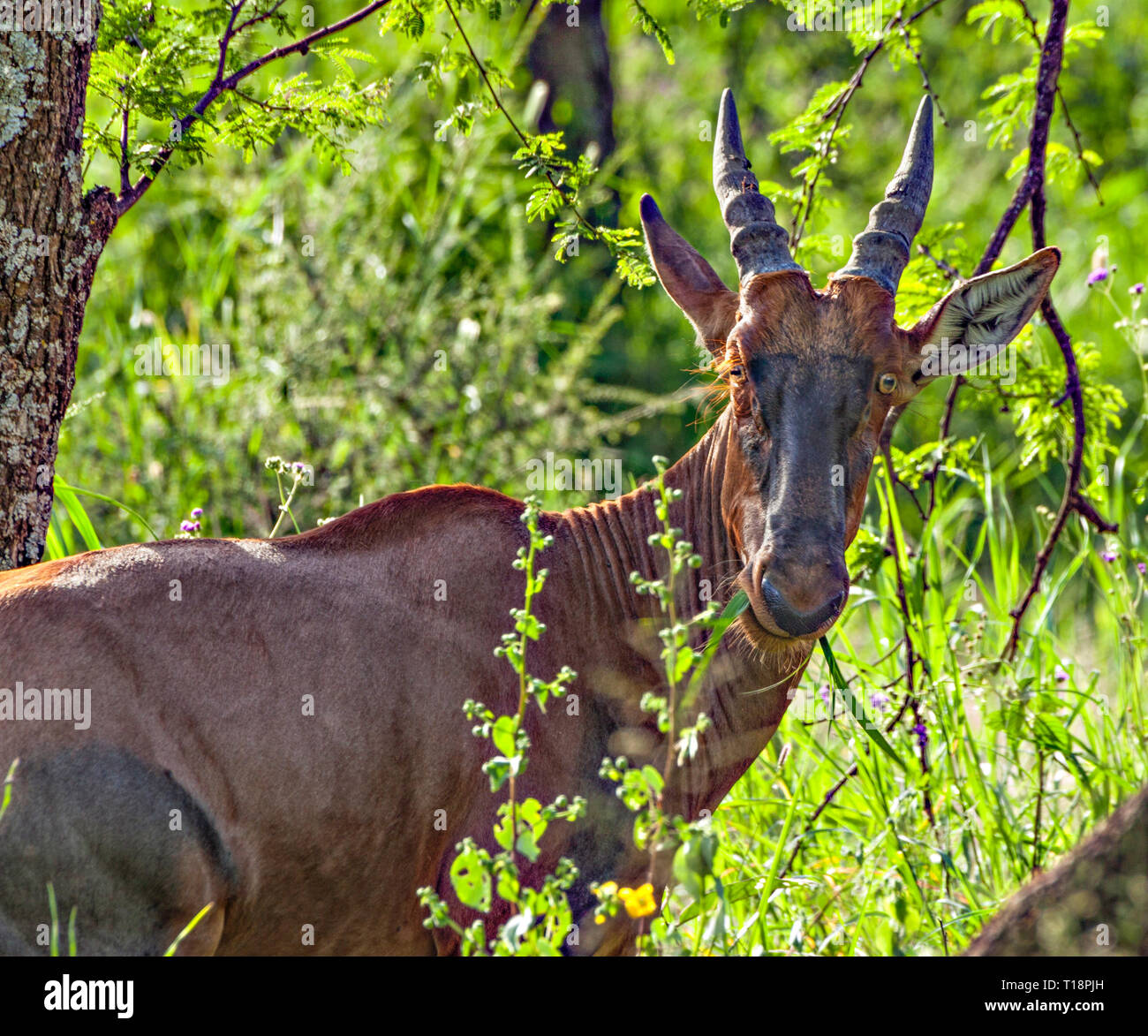 Face topi antelope hi-res stock photography and images - Alamy