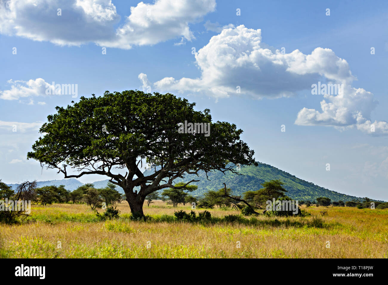 Africa savanna green grass tall hi-res stock photography and images - Alamy