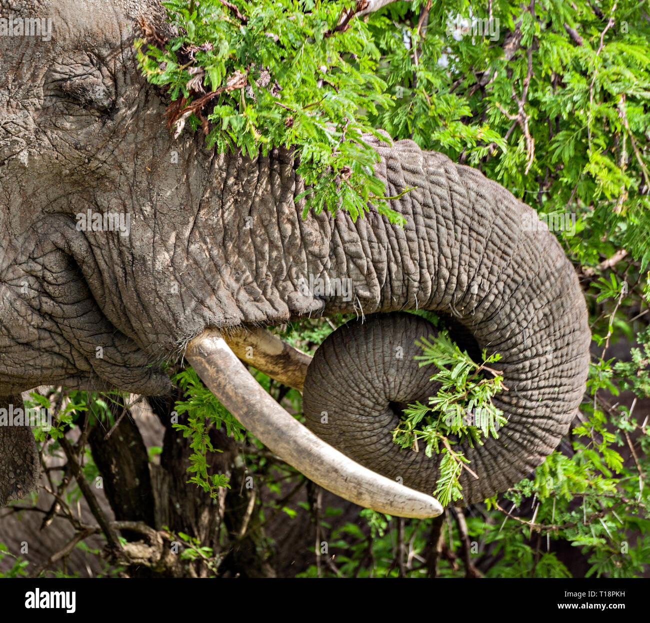 Elephant trunk curled hi-res stock photography and images - Alamy