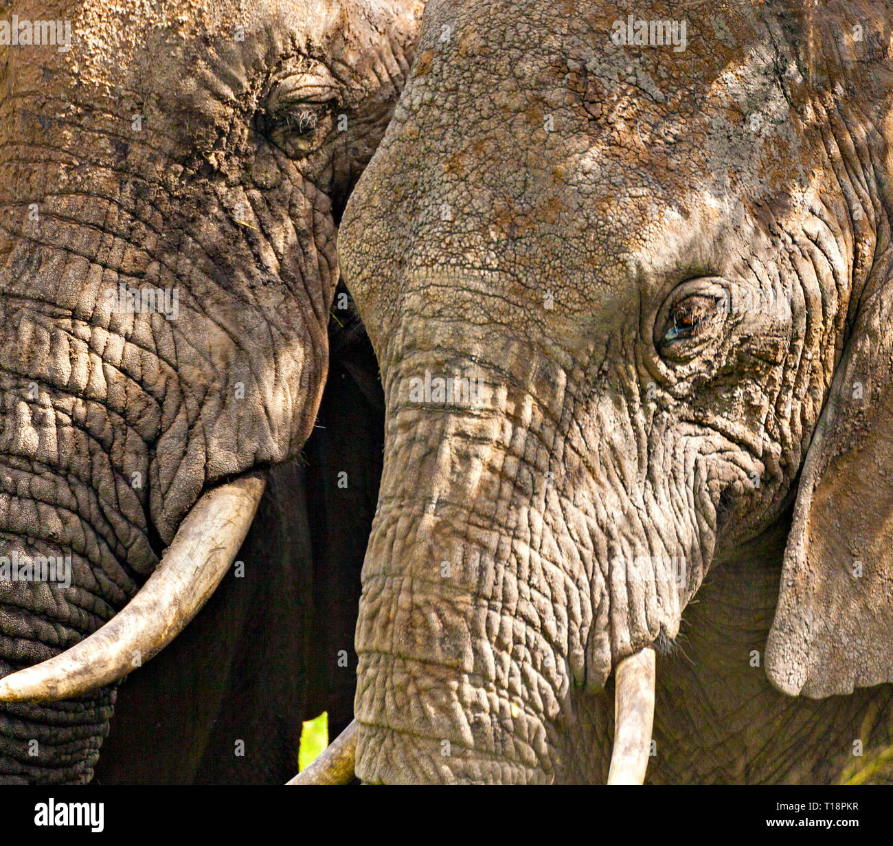 Two elephant heads hi-res stock photography and images - Alamy