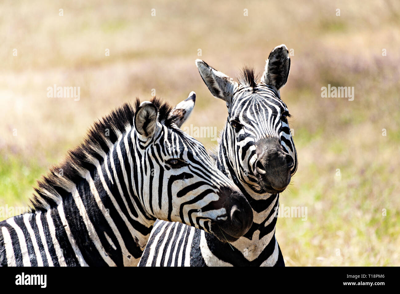 Zebra kiss hi-res stock photography and images - Alamy