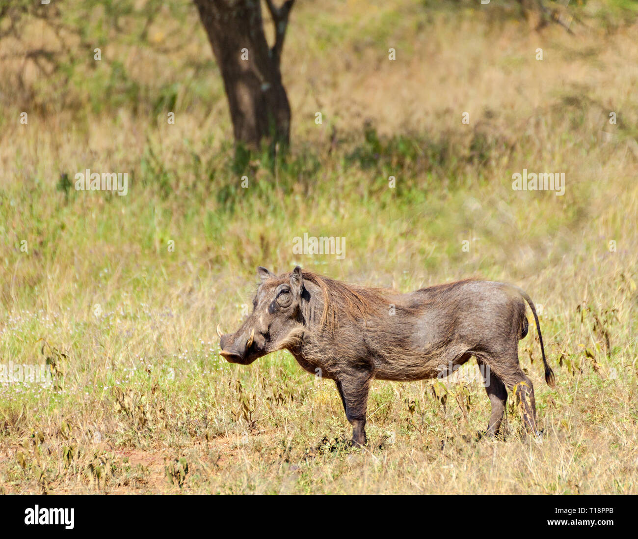 Wrinkled warthog hi-res stock photography and images - Alamy