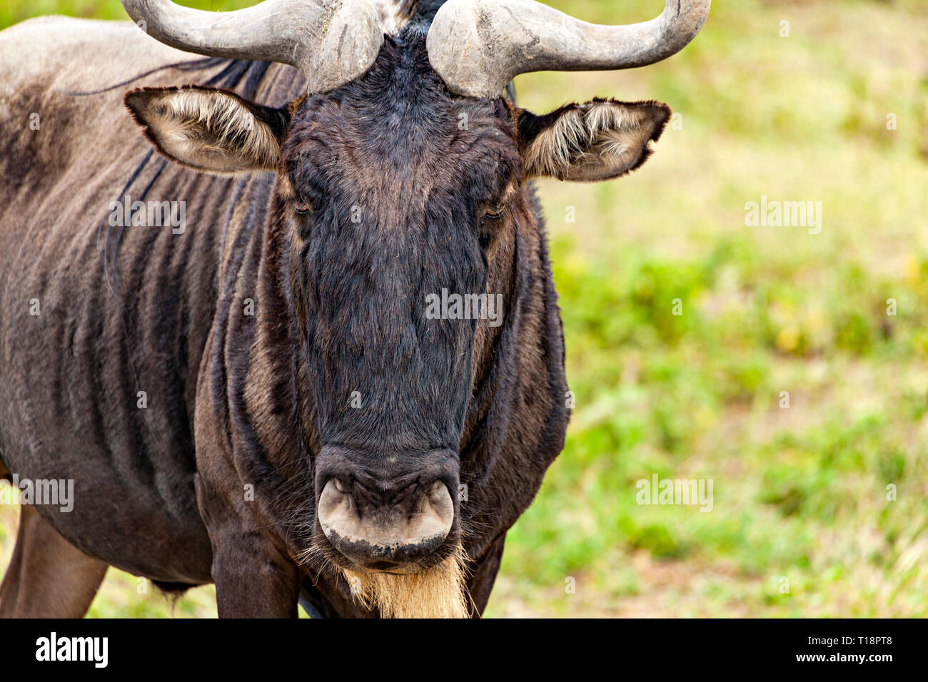 Wildebeest face hi-res stock photography and images - Alamy