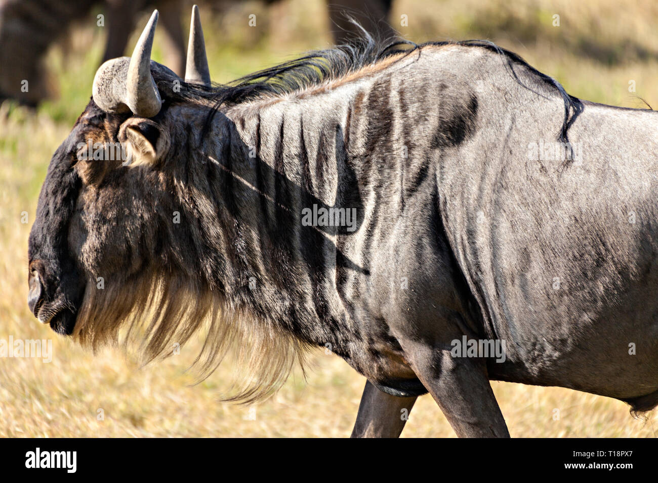 Grey wildebeest hi-res stock photography and images - Alamy