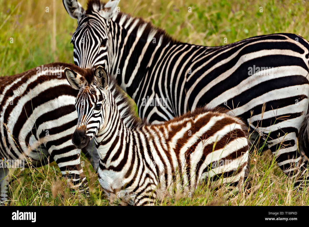 Young stripes hi-res stock photography and images - Alamy