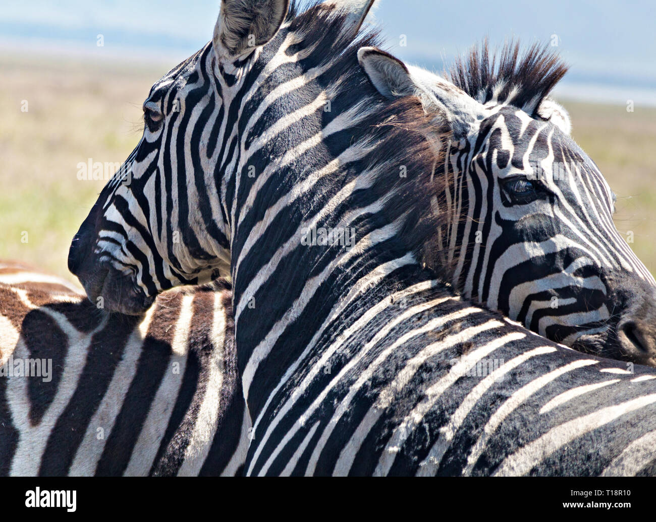 Zebra kiss hi-res stock photography and images - Alamy