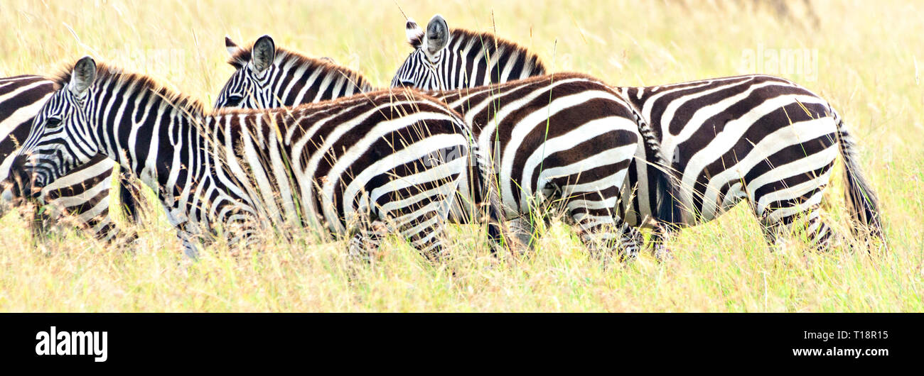 Zebra trio hi-res stock photography and images - Alamy