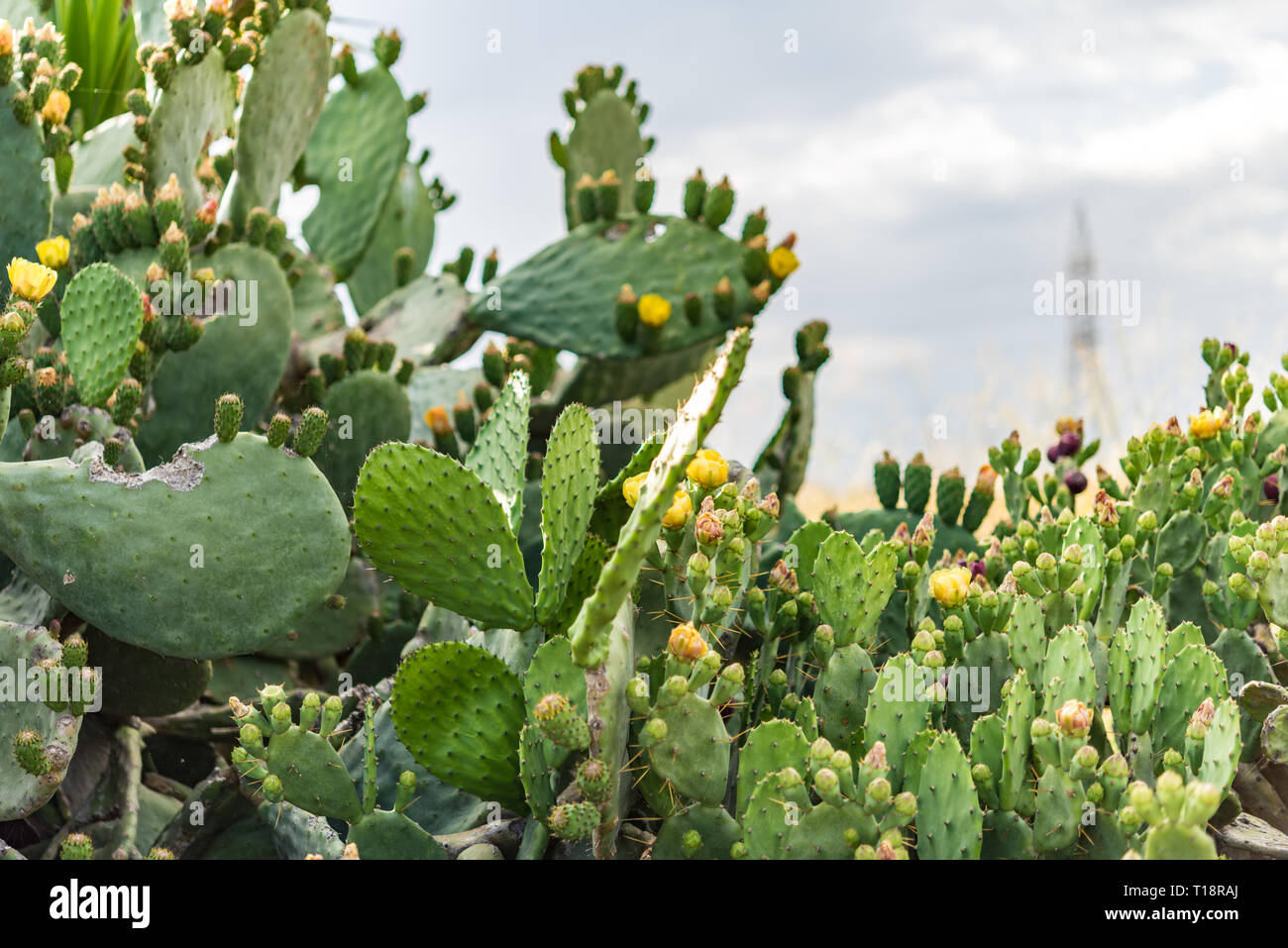 Papoutsosika hi-res stock photography and images - Alamy