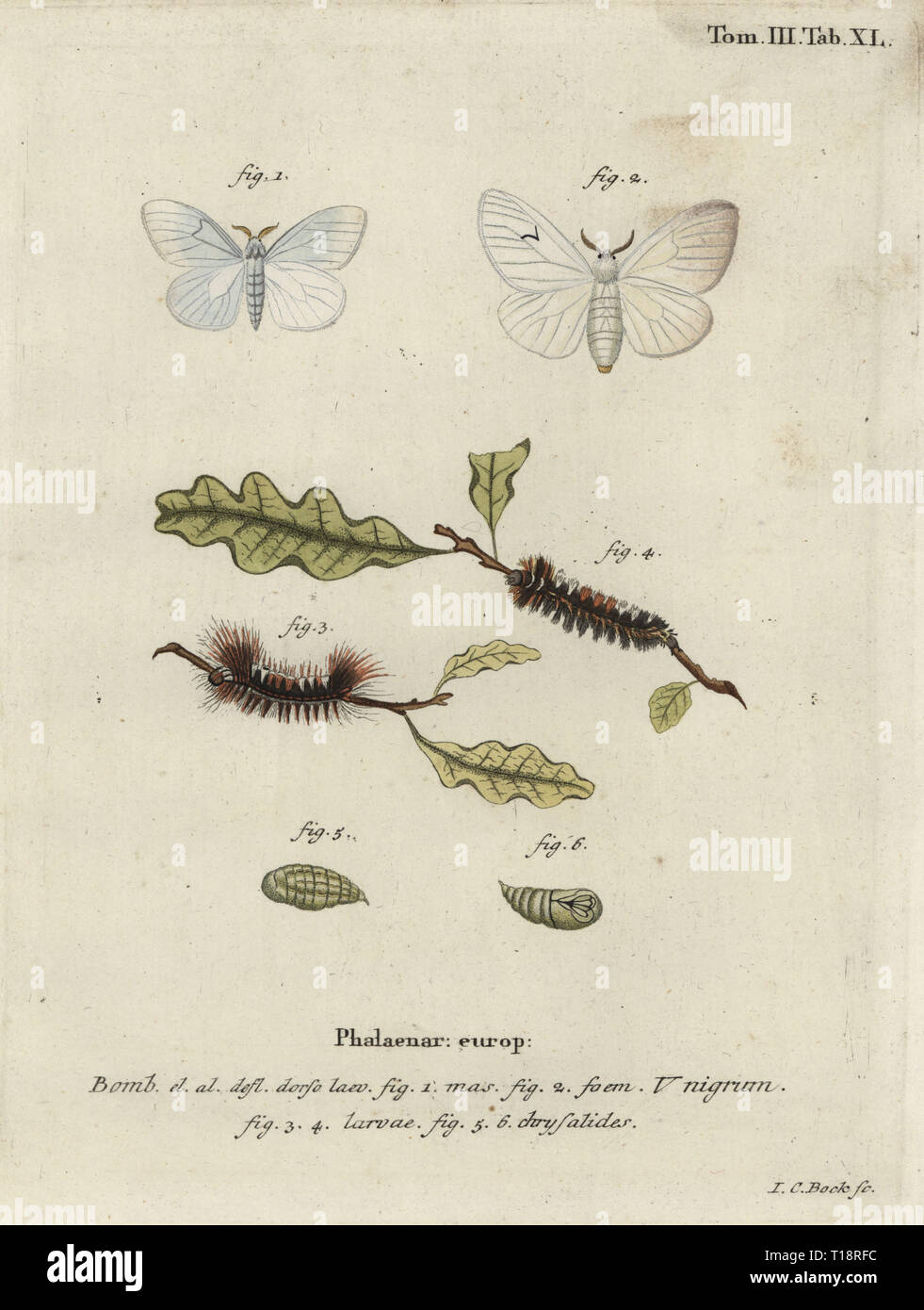 Black v moth hi-res stock photography and images - Alamy