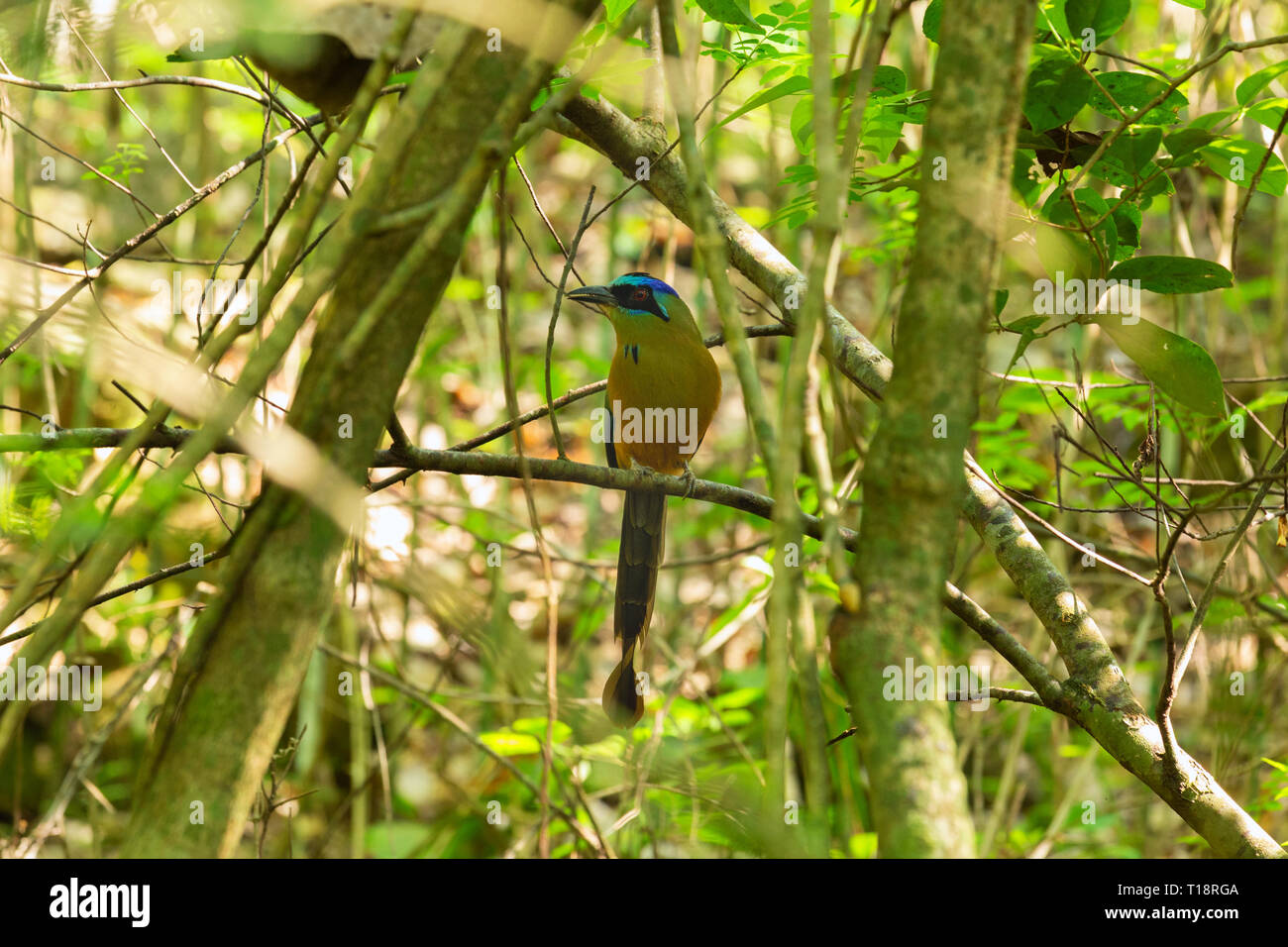 Motmot bird hi-res stock photography and images - Alamy