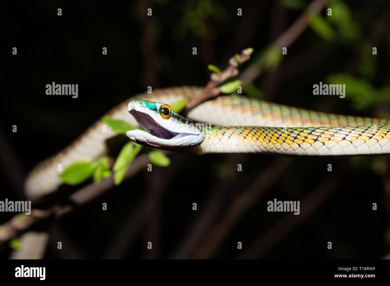 Wild Parrot snake on the tree, wildlife foto Stock Photo - Alamy