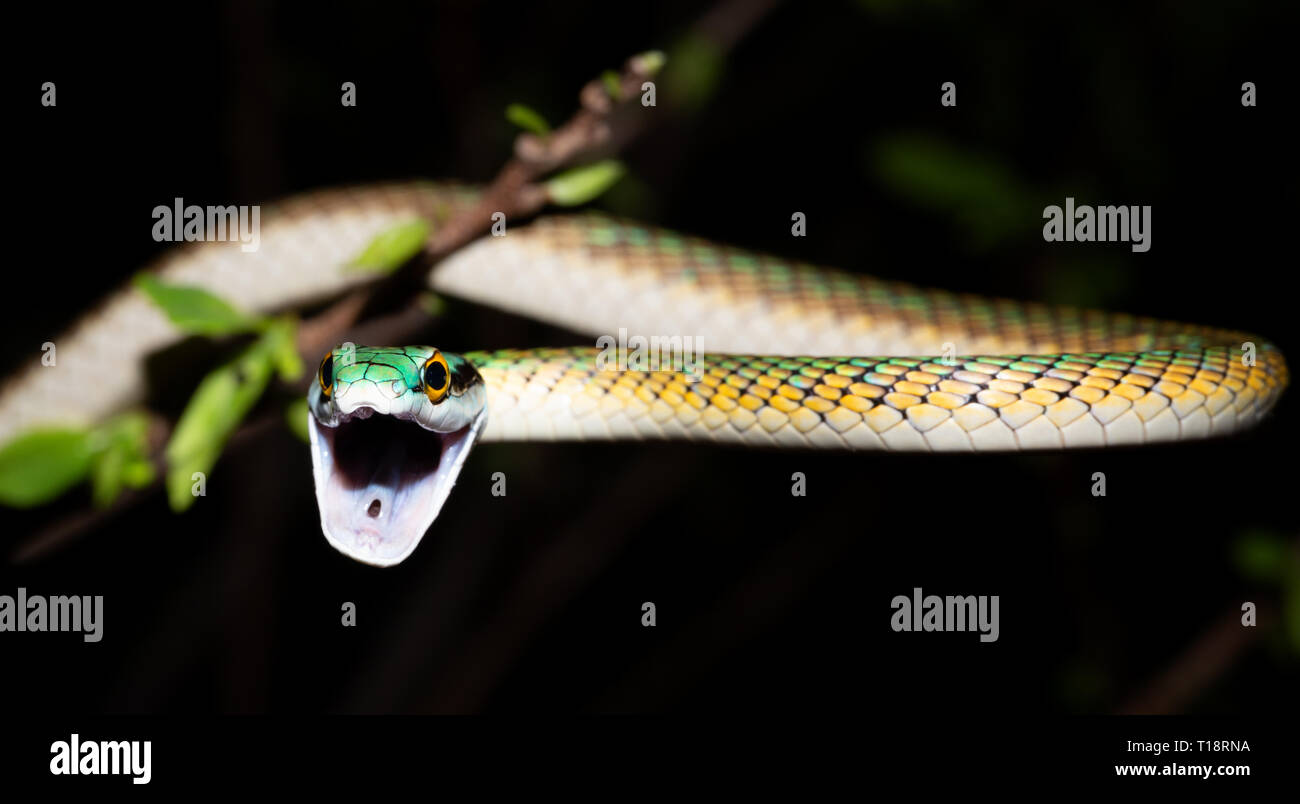 Wild Parrot snake on the tree, wildlife foto Stock Photo - Alamy