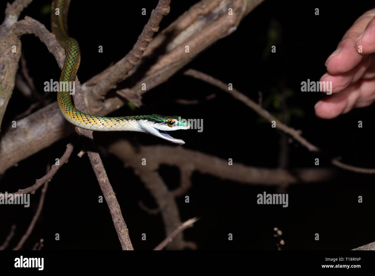 Wild Parrot snake on the tree, wildlife foto Stock Photo - Alamy