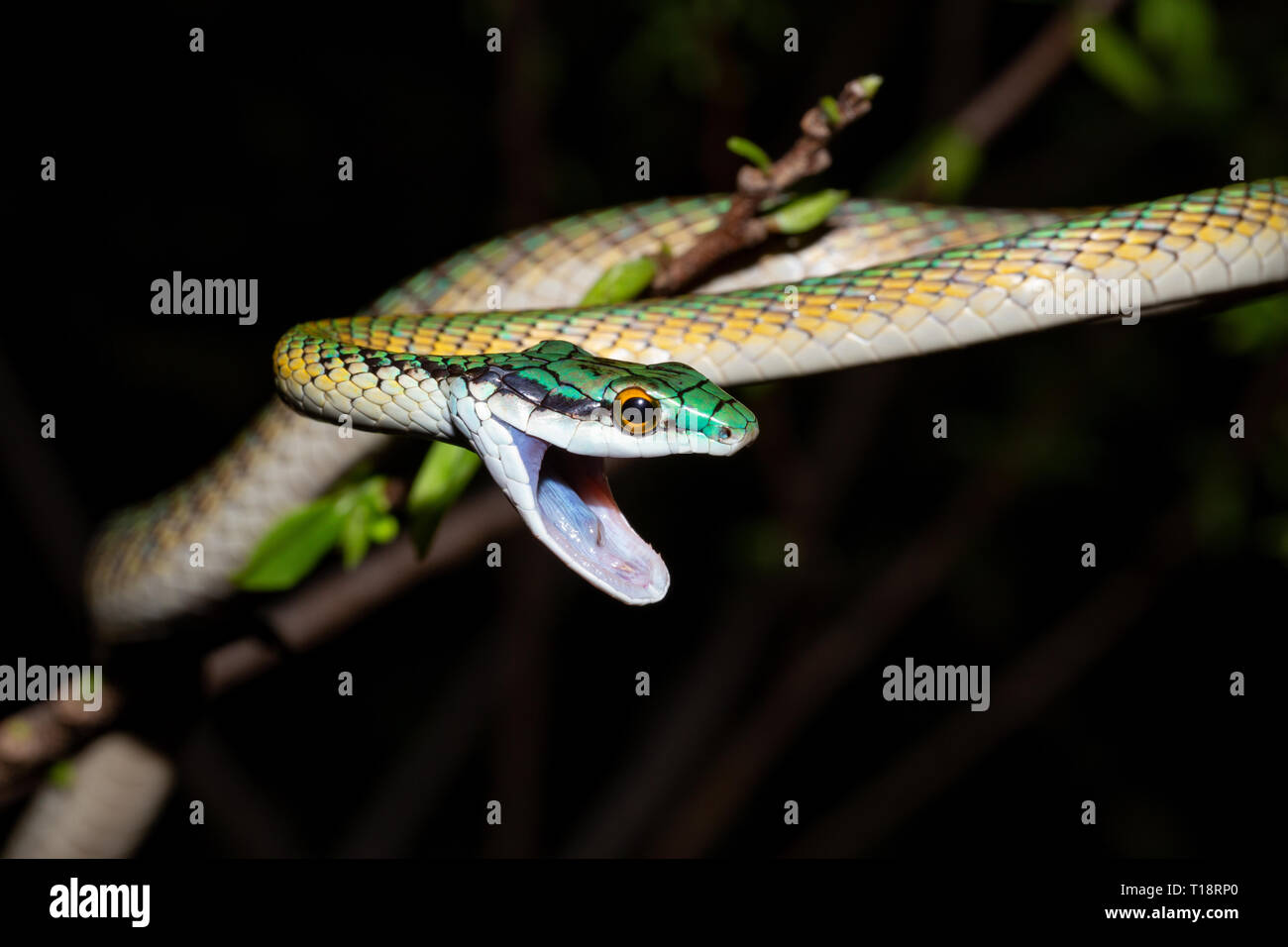 Wild Parrot snake on the tree, wildlife foto Stock Photo - Alamy