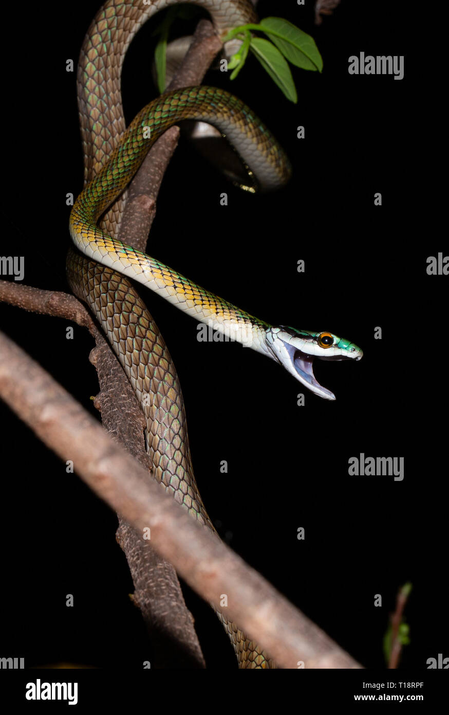 Wild Parrot snake on the tree, wildlife foto Stock Photo - Alamy