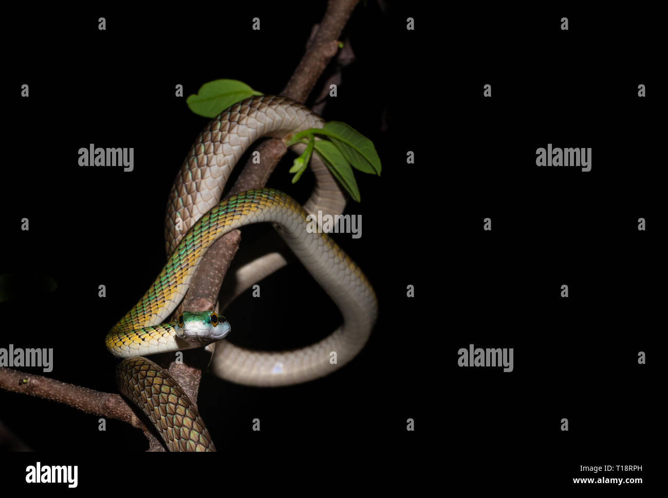 Wild Parrot snake on the tree, wildlife foto Stock Photo - Alamy