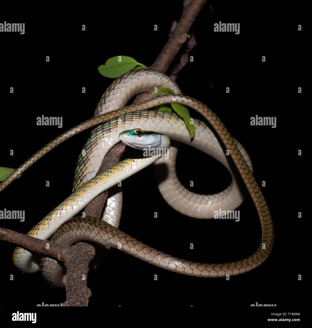 Parrot snake at night on the tree / wildlife nature Stock Photo - Alamy