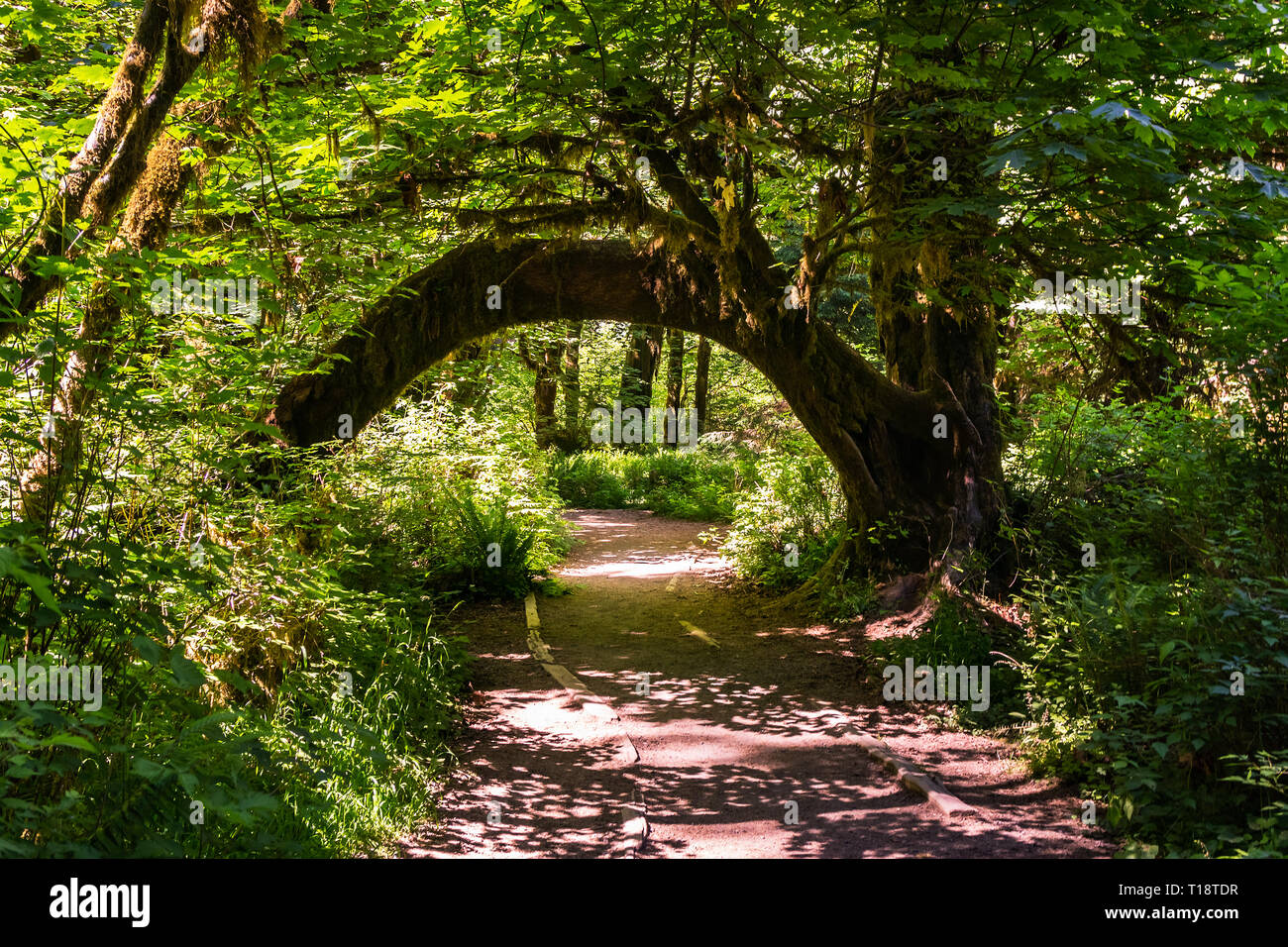 Natural arch tree over the Hall of Mosses hiking trail in Hoh Forest ...
