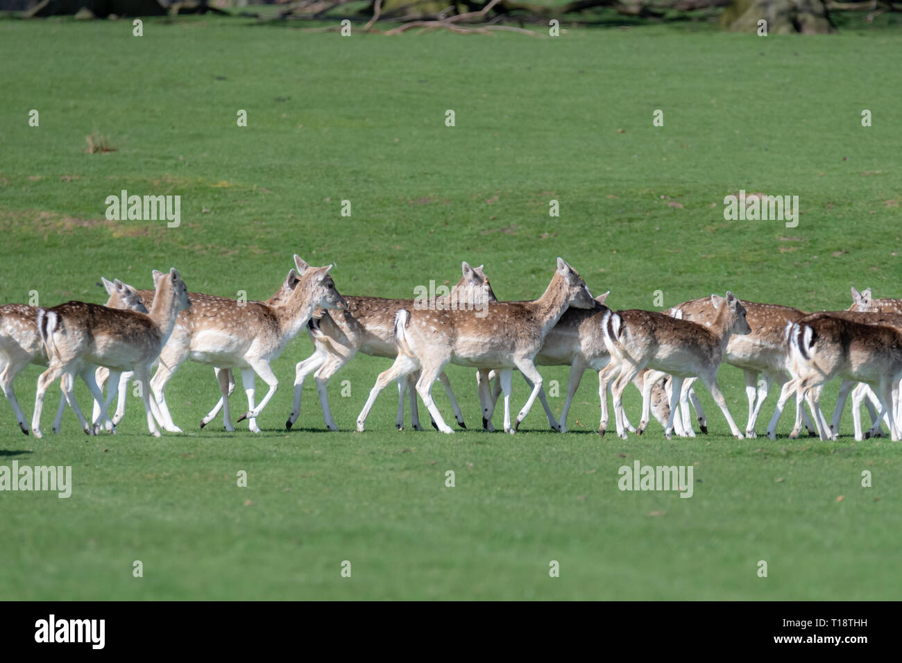 A group of Fallow deer in a meadow Stock Photo - Alamy