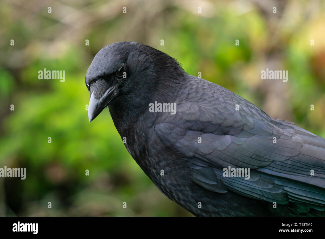 Portrait of an american western crow, Corvus brachyrhynchos, Pacific ...
