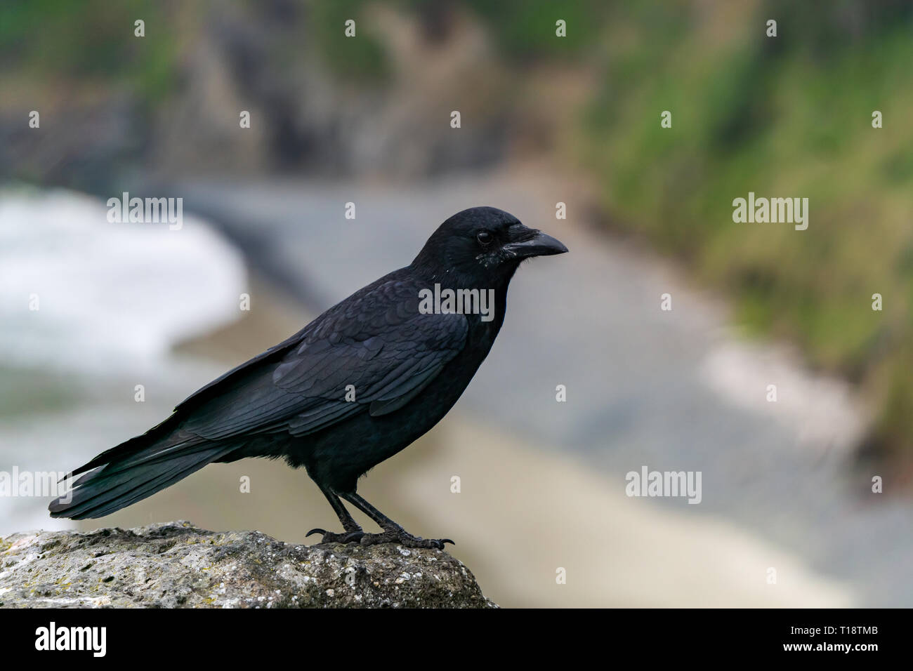 American western crow, Corvus brachyrhynchos, perched on a rock ...
