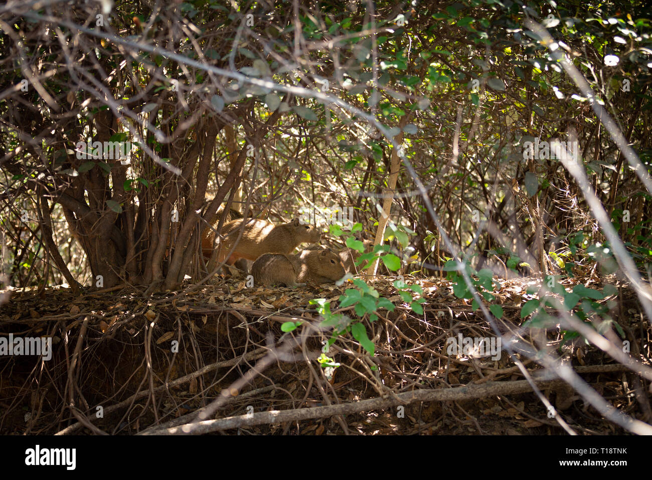Capybara family hidden in the bushes on the bank of the river Stock ...