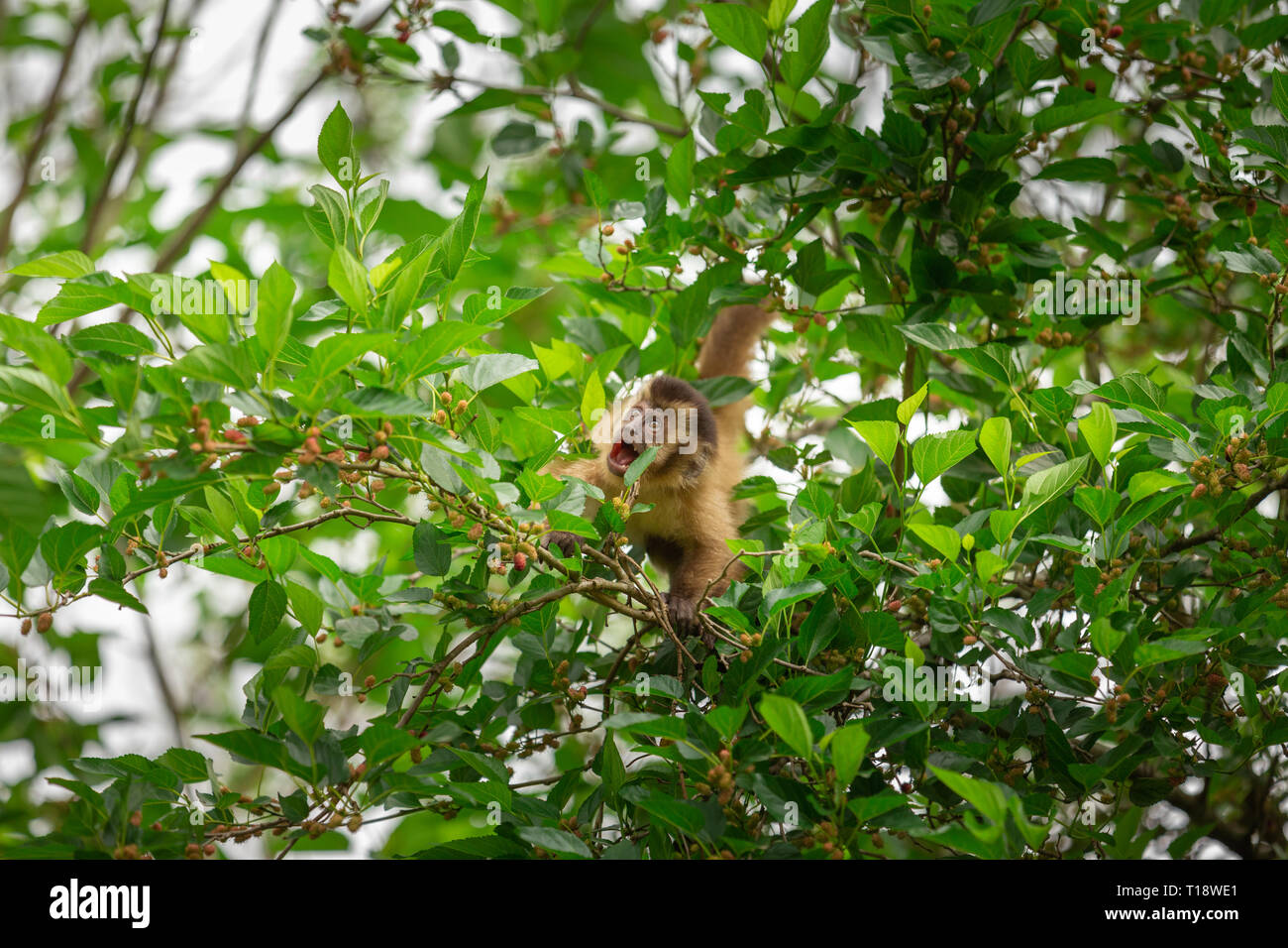 Capuchin monkey in the brazilian forest / nature wildlife Stock Photo ...