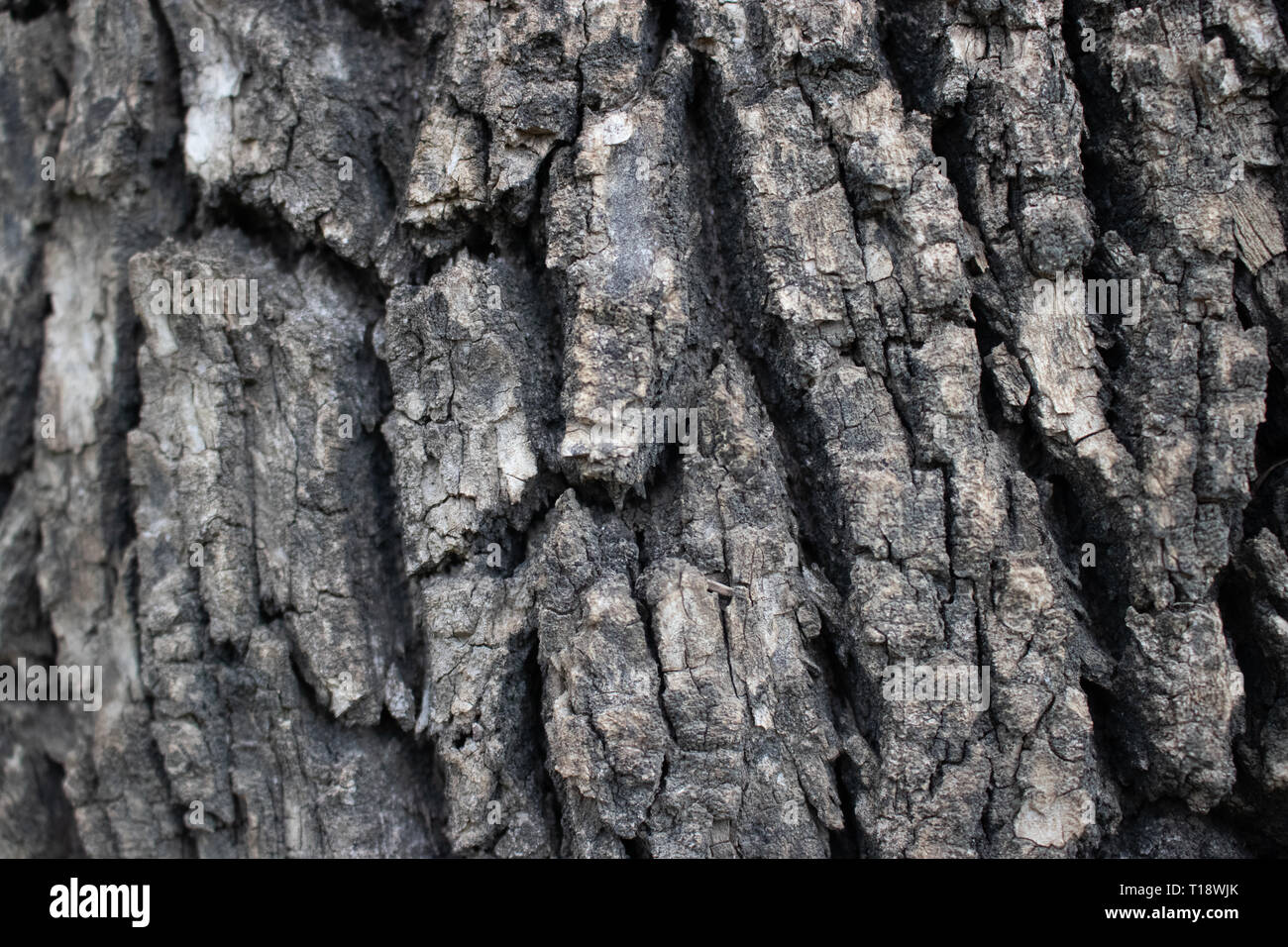 Ridged Bark Texture High Resolution Stock Photography and Images - Alamy