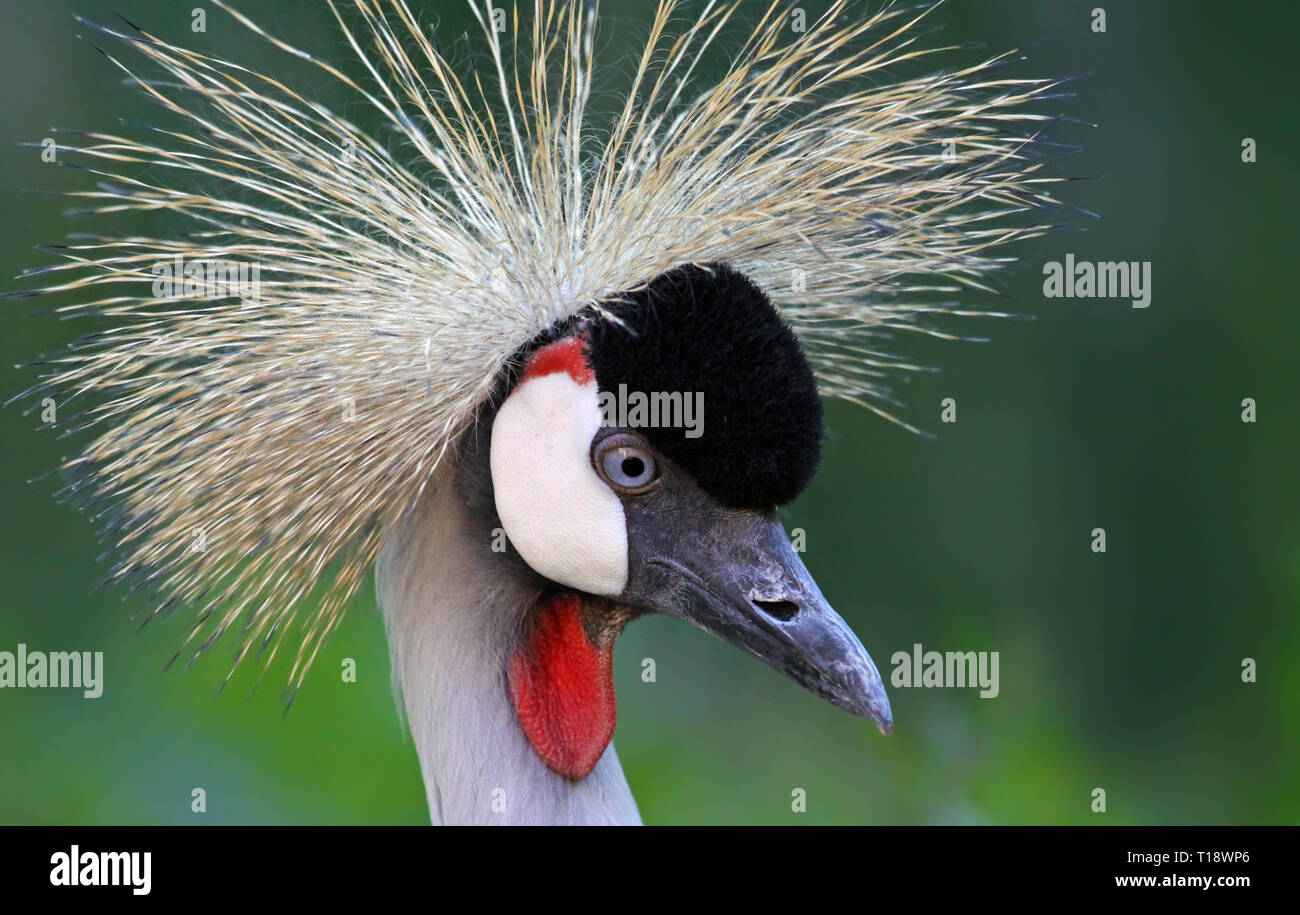 Close-up view of a Black Crowned Crane Stock Photo - Alamy