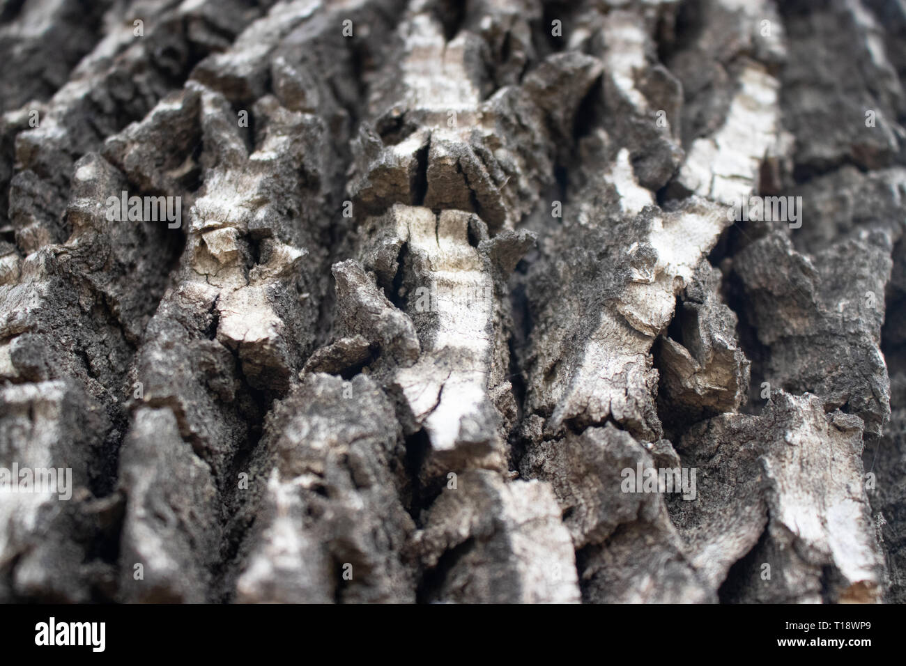 Backdrop of ridged bark hi-res stock photography and images - Alamy