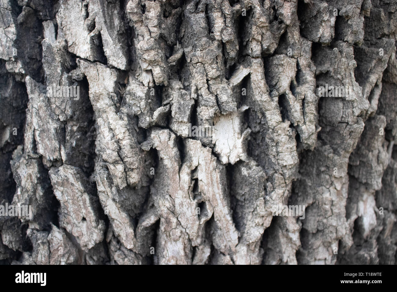 Bark on a mature tree Stock Photo - Alamy