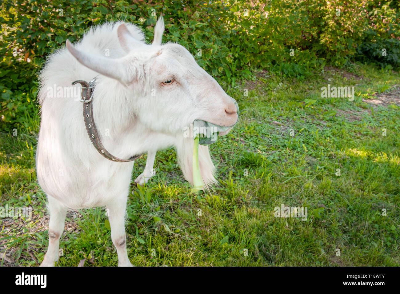 A beautiful young white goat is chewing a leaf of cabbage on a ...