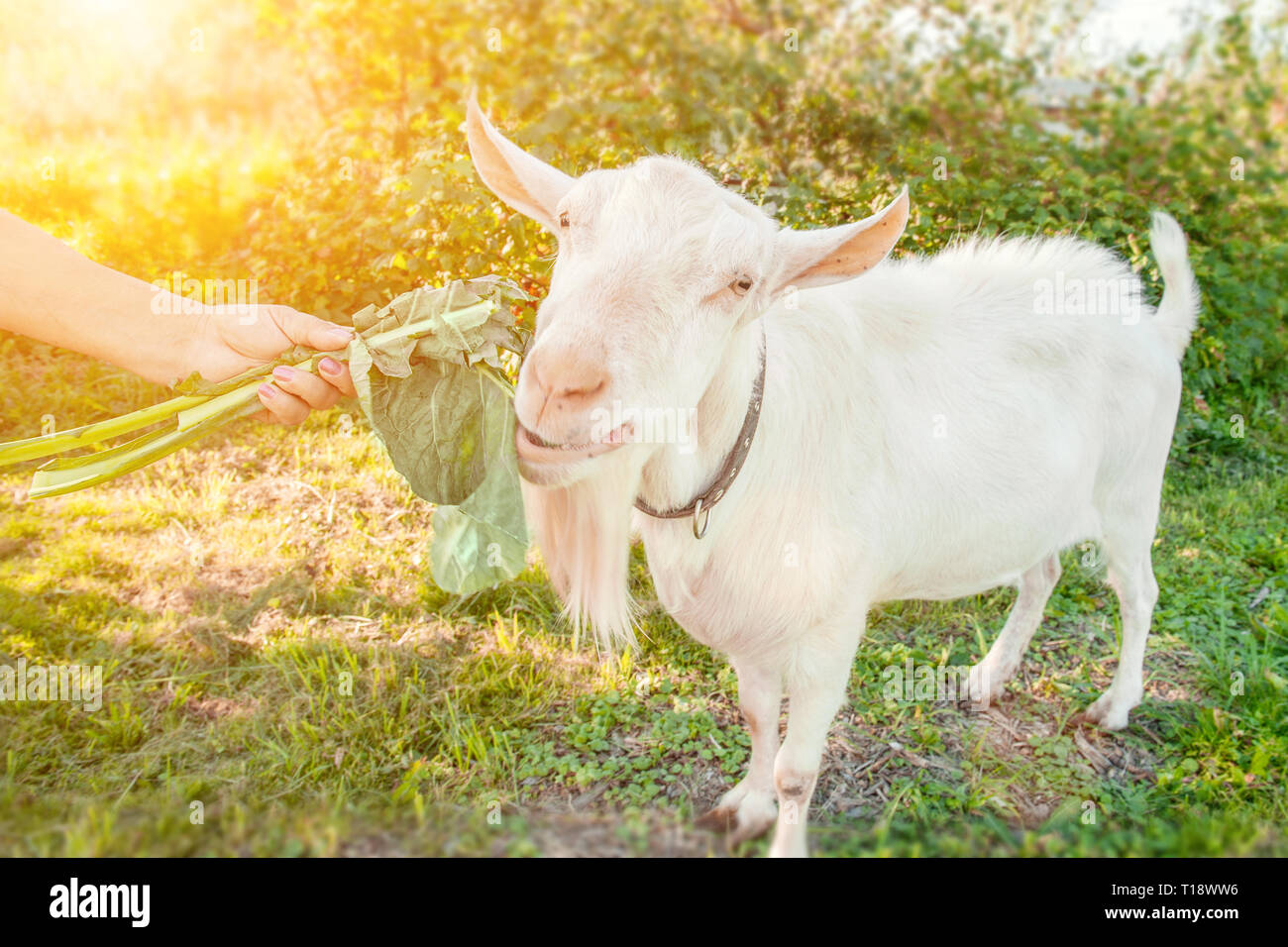A beautiful young white goat is chewing a leaf of cabbage on a ...