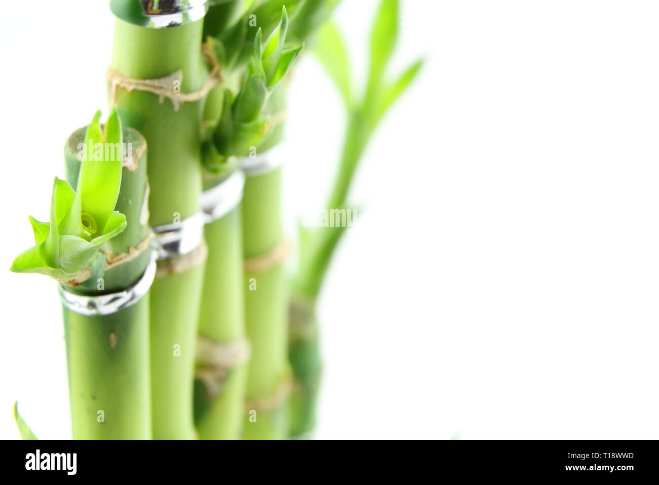 Green fresh bamboo isolated on white background Stock Photo - Alamy