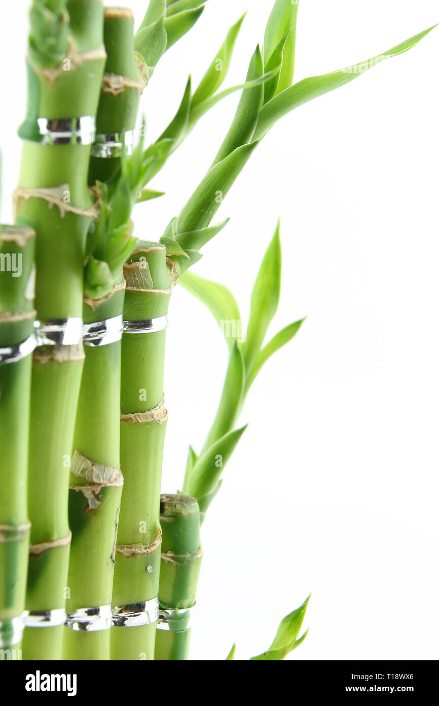 Green fresh bamboo isolated on white background Stock Photo - Alamy