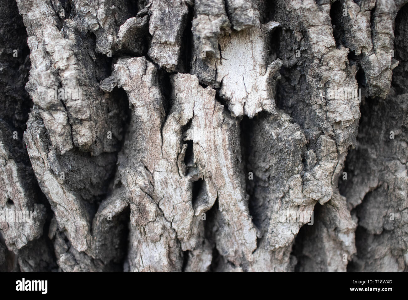 Backdrop of ridged bark hi-res stock photography and images - Alamy