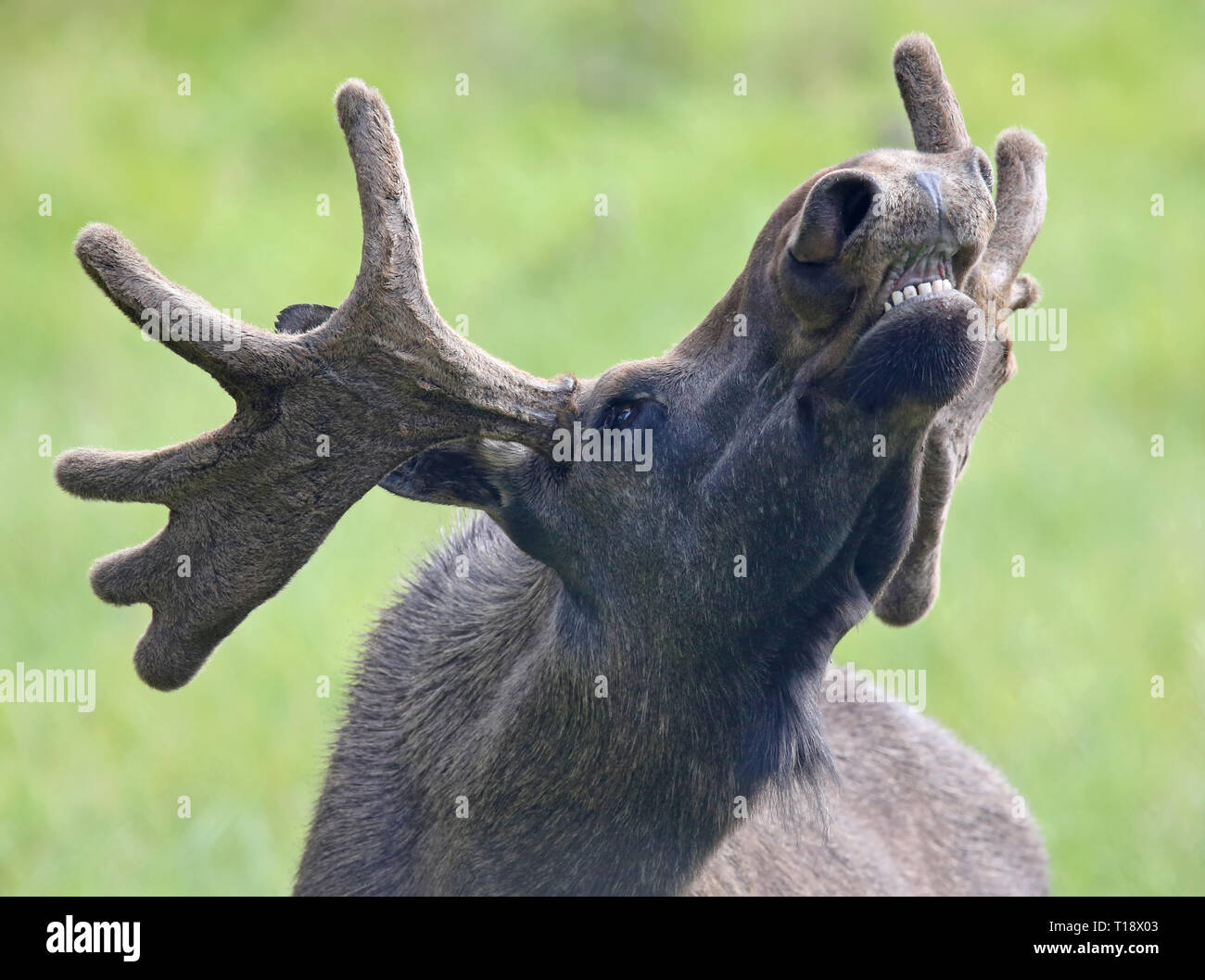 Portrait of a roaring Moose bull (Alces alces Stock Photo - Alamy