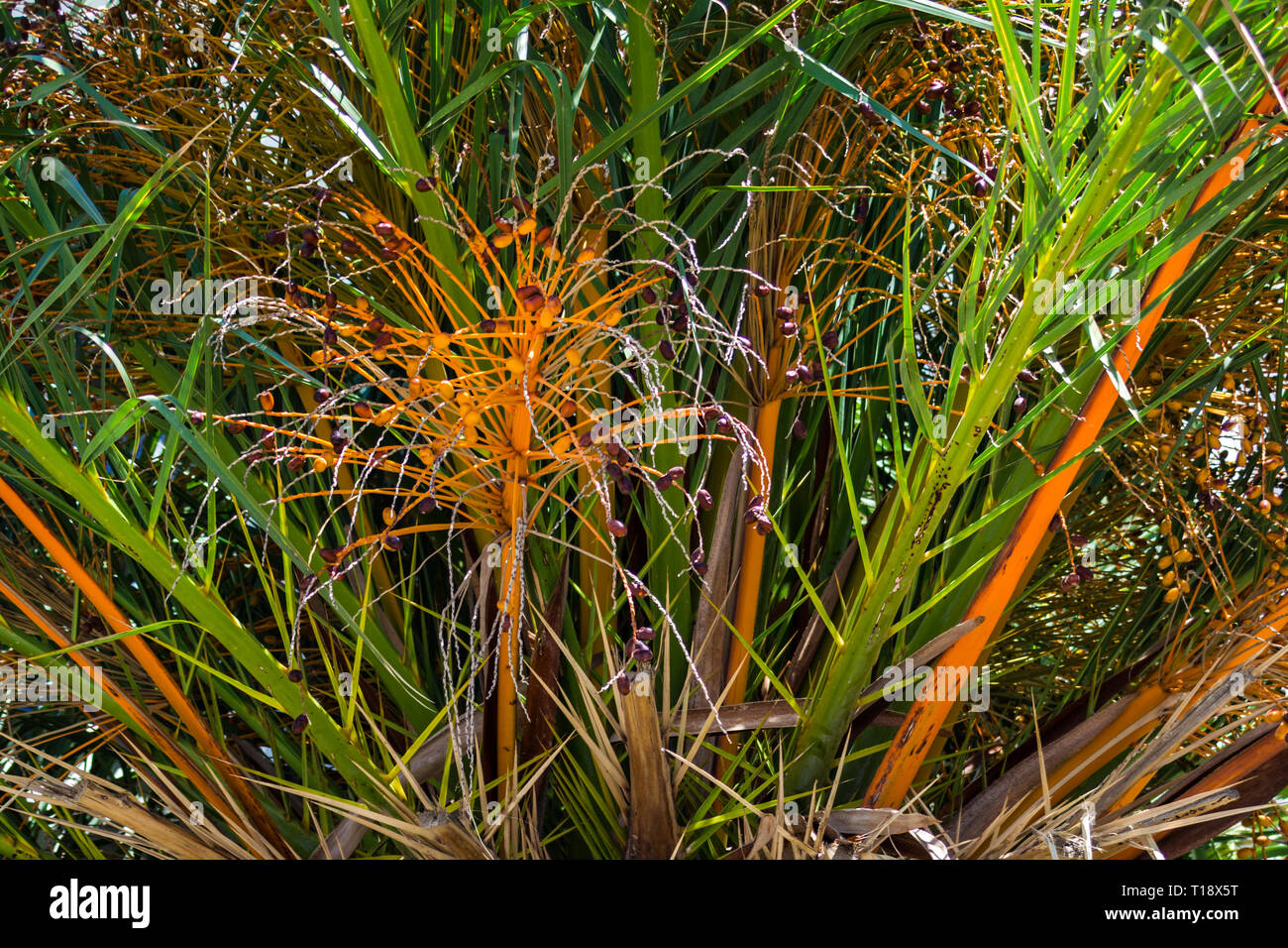 tropical palm tree background Stock Photo - Alamy