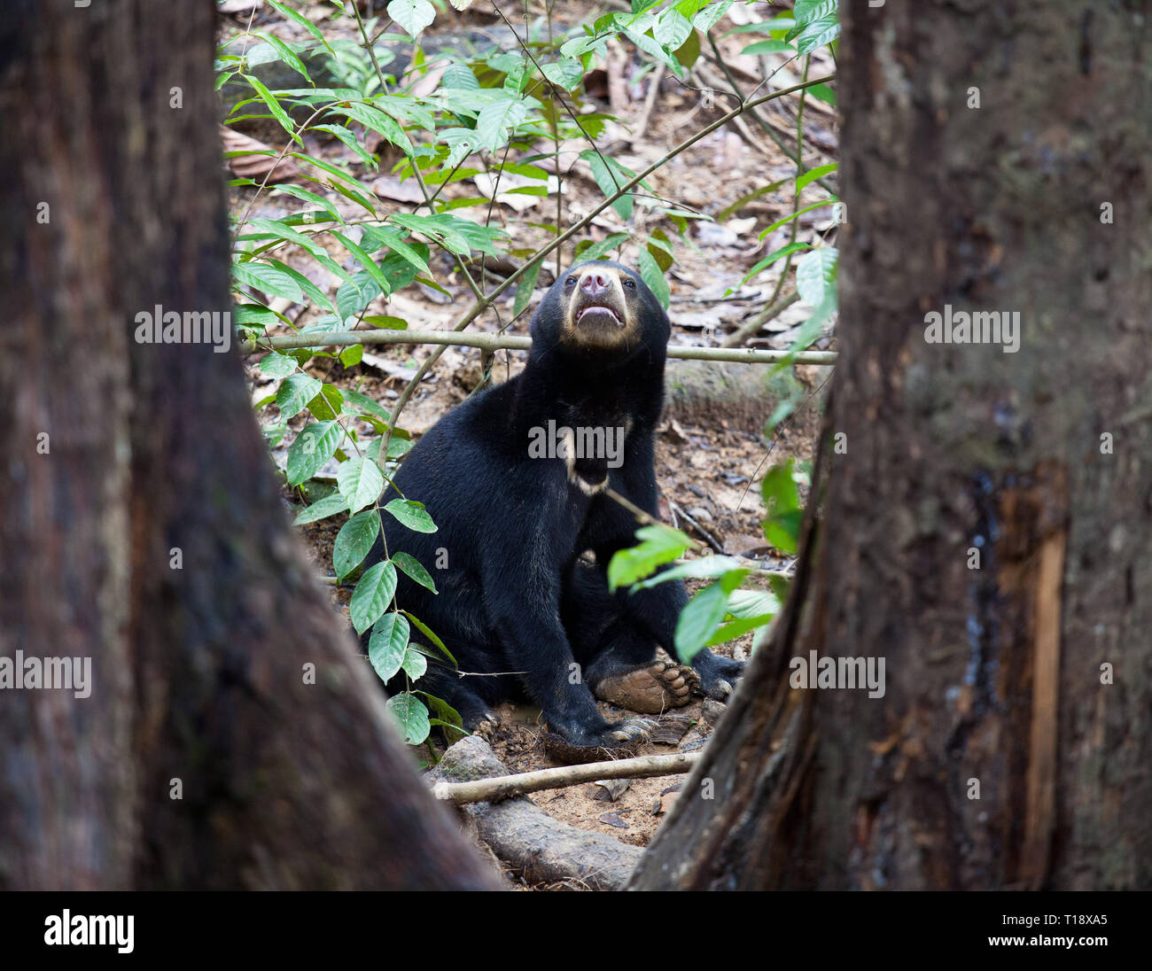 Sun bear, Helarctos malayanus, the smallest bear in the world, the sun ...