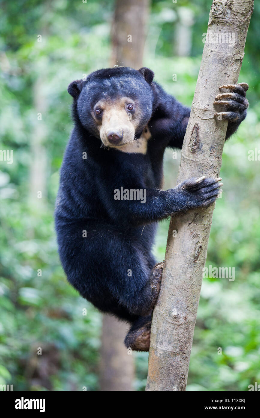Sun bear, Helarctos malayanus, the smallest bear in the world, the sun ...