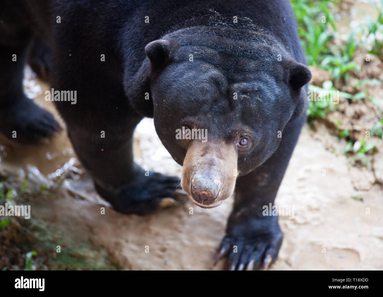 Close up portrait of Sun bear, Helarctos malayanus, the smallest bear ...