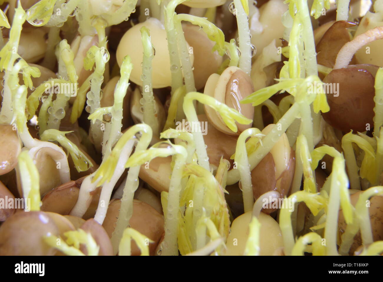 Lentil seeds sprouting with water drops closeup Stock Photo - Alamy
