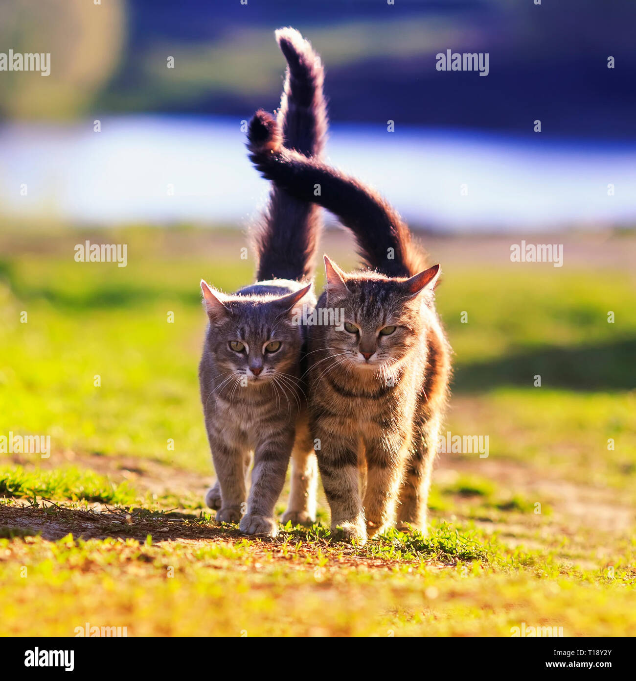 Two cat tails hi-res stock photography and images - Alamy