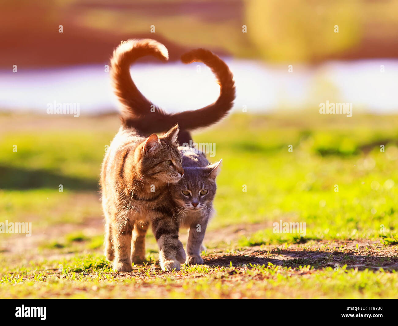 Heart Tails High Resolution Stock Photography and Images - Alamy